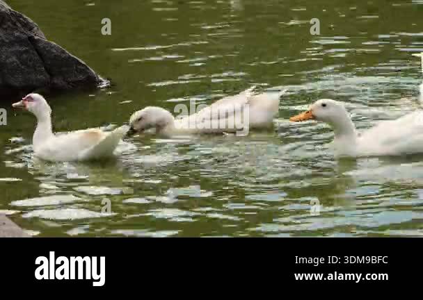 Group of ducks swimming calmly on a lake, creating a peaceful natural ...
