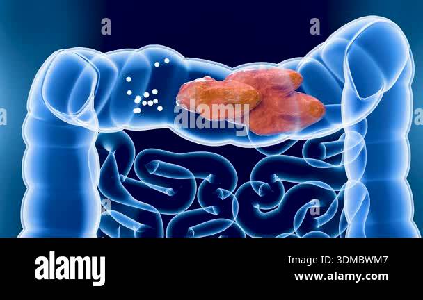 Anatomy of the human digestive system, concept of the intestine ...