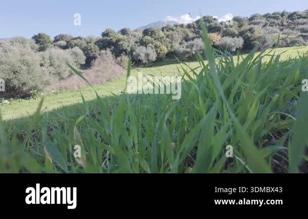 Healthy planted field with fresh soil and shaded crops lies inside a ...