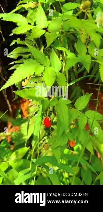 Wild strawberry ripening in tropical greenery. Small red berry hangs ...