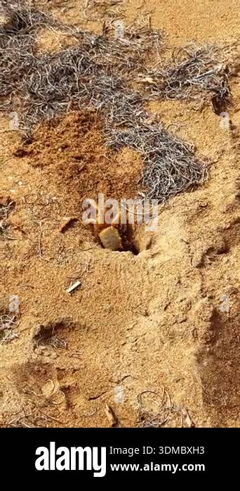 Sand Crab Emerging From Beach Burrow. Small sand crab emerging from a ...