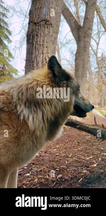 Wild animal stands near trees in natural setting during daytime. A wild ...