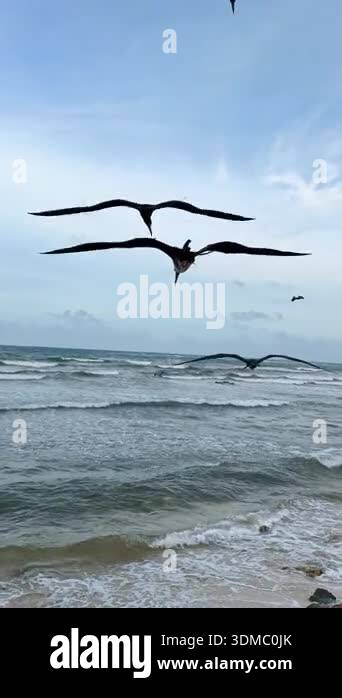 Frigatebirds fly over ocean waves at a beach near the coast in daylight ...