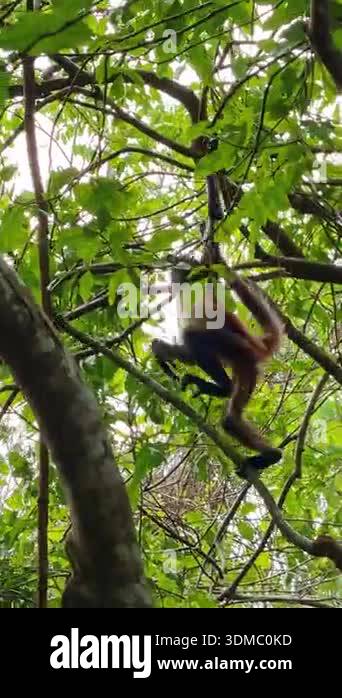 Monkeys move through trees in a dense forest during daylight hours. Two ...