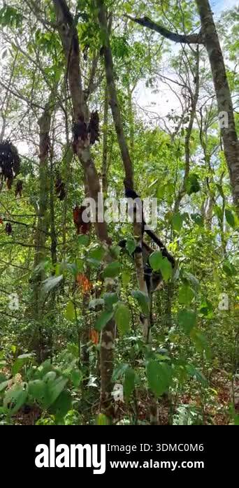 Monkeys move through trees in a dense forest during daylight hours ...