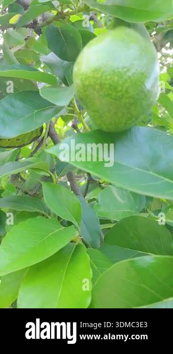 Delicious and healthy butter avocado fruit still hanging on the tree ...