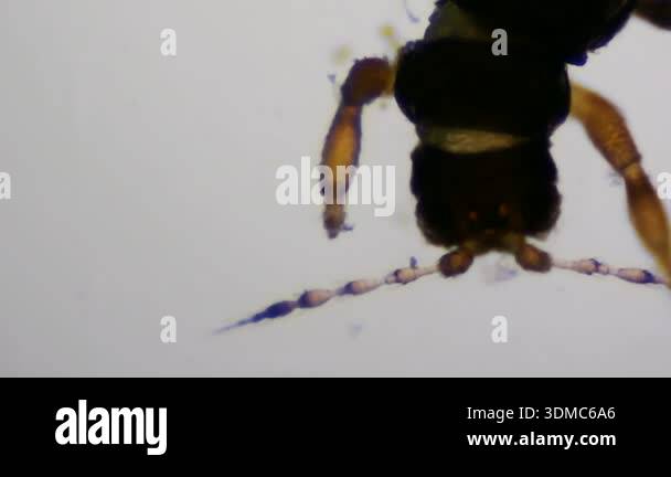 Thrips (Thysanoptera) under the microscope. Insect pests, close-up ...