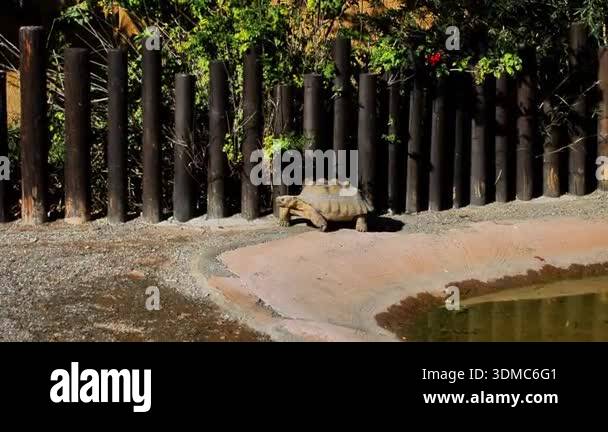 A turtle walks along the ground near a pond. The turtle moves slowly ...