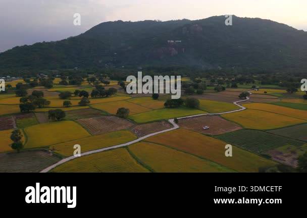 Peaceful aerial view of rice fields in Mekong Delta, Tri Ton Ta Pa, An ...