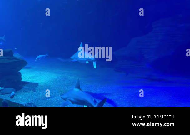 Aquarium sharks drift over sandy areas. Blue sharks navigate above ...