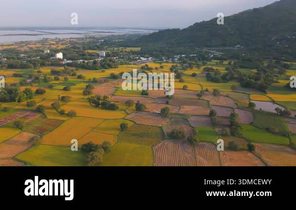 Peaceful aerial view of rice fields in Mekong Delta, Tri Ton Ta Pa, An ...