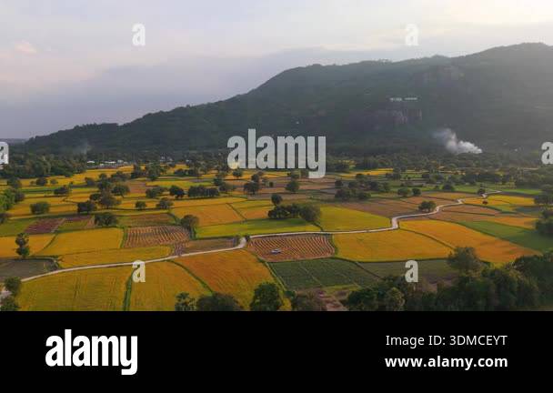 Peaceful aerial view of rice fields in Mekong Delta, Tri Ton Ta Pa, An ...
