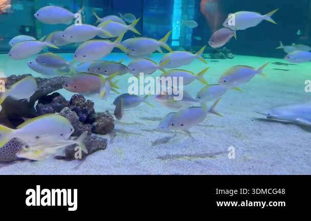 Colorful marine life moves swiftly around stones. Vibrant aquatic ...
