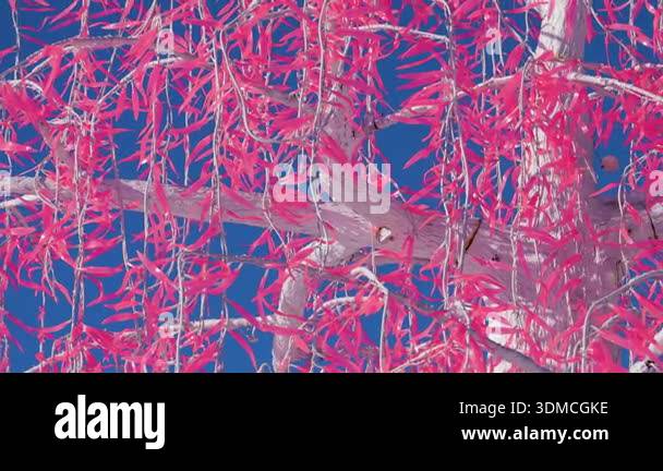 Vibrant pink leaves adorn a tree. Festive garlands create a magical ...