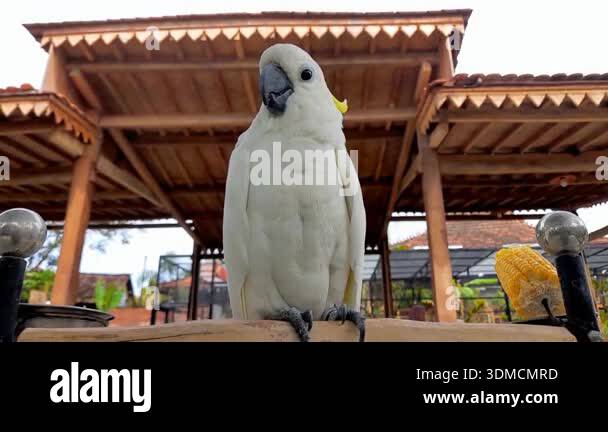 White cockatoo bird standing on wooden surface Stock Video Footage - Alamy