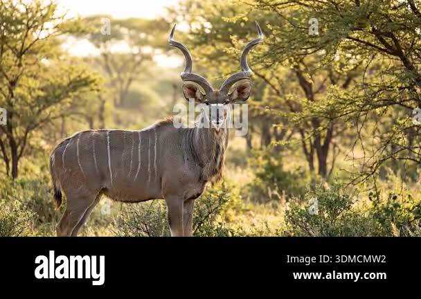 Male greater kudu standing Stock Videos & Footage - HD and 4K Video ...