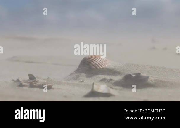 Grains of sand blow around a shell Stock Video Footage - Alamy