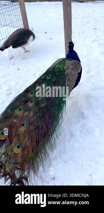 Peacock Walks on Snow in a Zoo While Another Peacock is Nearby in ...