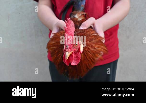 Person holding rooster Stock Videos & Footage - HD and 4K Video Clips ...