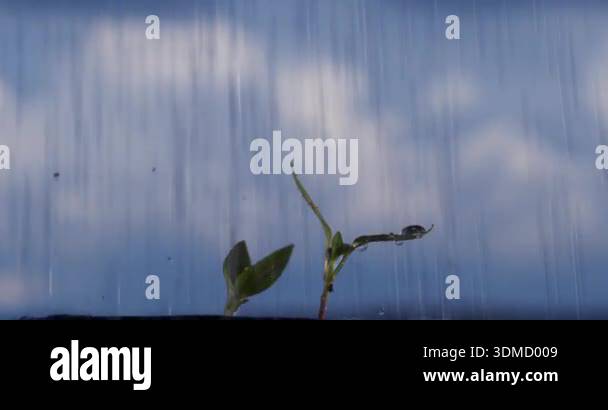 Raindrops fall on a small green plant while clouds gather in the sky ...