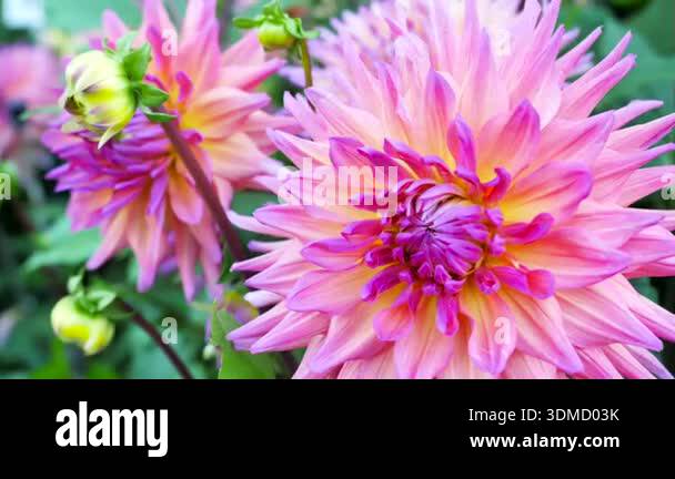 Bright dahlias are blooming in a community garden as people enjoy the ...