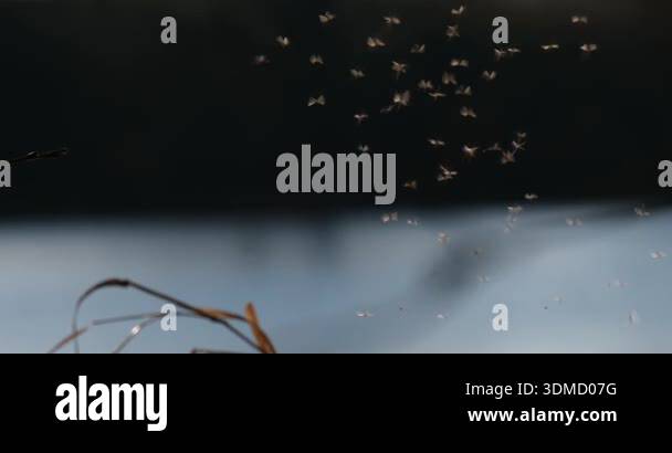 Insects swarm above the waters surface in nature. Their movement is ...