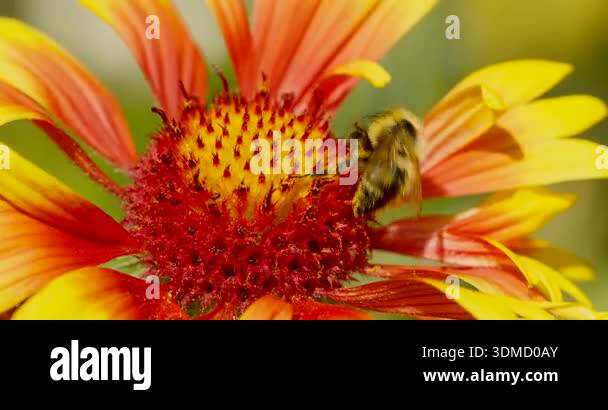 A bee is busy collecting pollen from a colorful flower in a garden. The ...