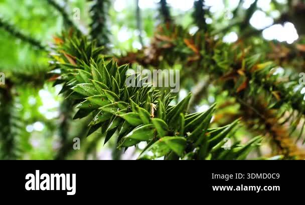 Branches of a green plant with sharp leaves are shown in a forest ...
