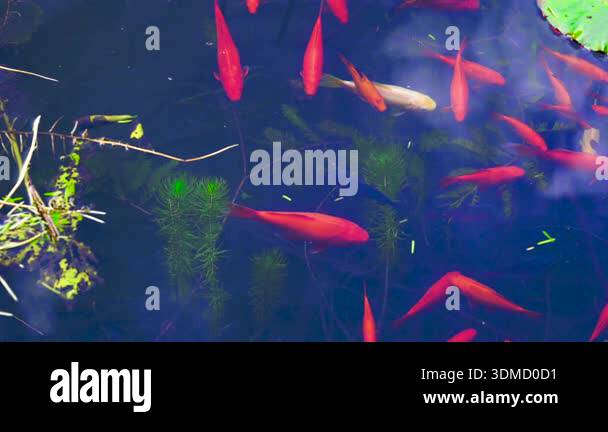 Colorful fish move through the water in a pond filled with green plants ...