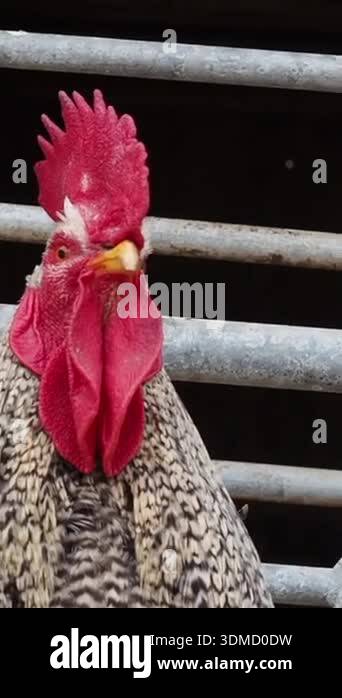 closeup rooster with red comb and wattles near metal coop bars, barred ...