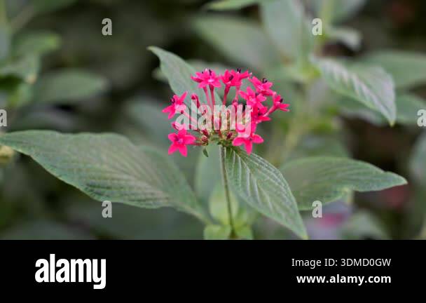Red Star Cluster Flower On Muted Leaves, Landscaper Surveys Compact ...