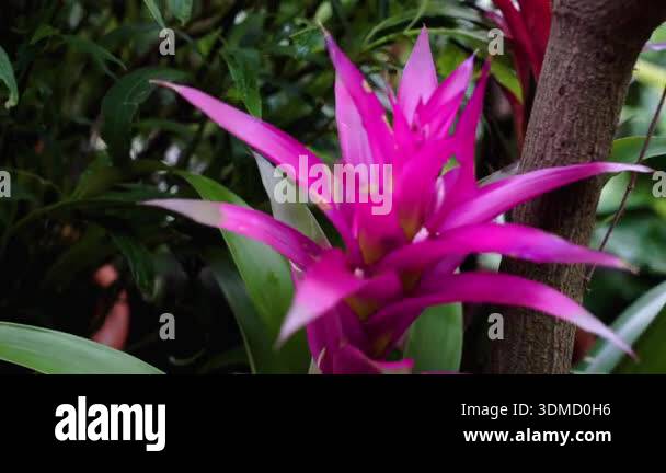 Vibrant Pink Bromeliad Flower Close Up, Tropical Garden Setting With ...