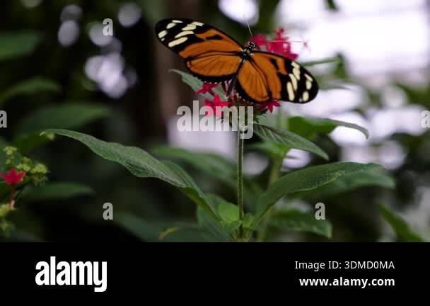 Proboscis monarch butterfly Stock Videos & Footage - HD and 4K Video ...