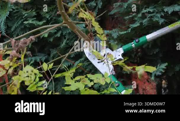 Pole Lopper Cutting Woody Branch Against Evergreen Hedge, Arborist And ...