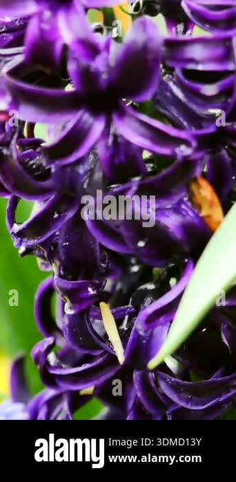 CloseUp Deep Purple Hyacinth Cluster, Curled Tubular Florets With ...