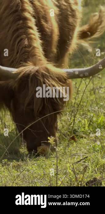 Brown Highland Cow Grazing Meadow In Golden Sunlight, CloseUp Of Shaggy ...