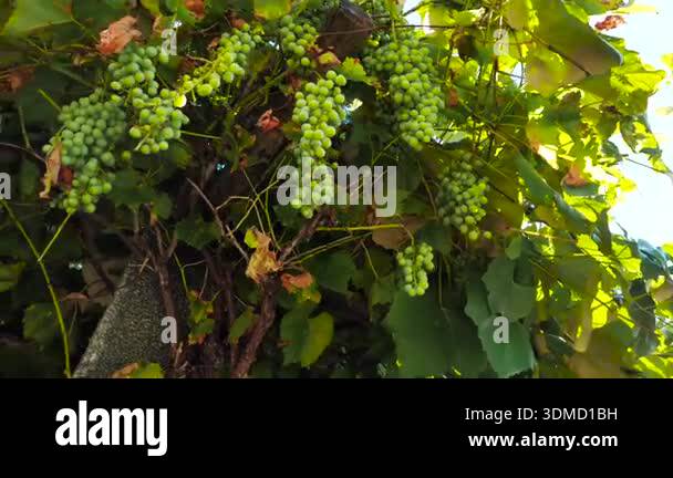 Green Grape Clusters Hanging On Vine, Bathed In Warm Sunlight, Dense ...