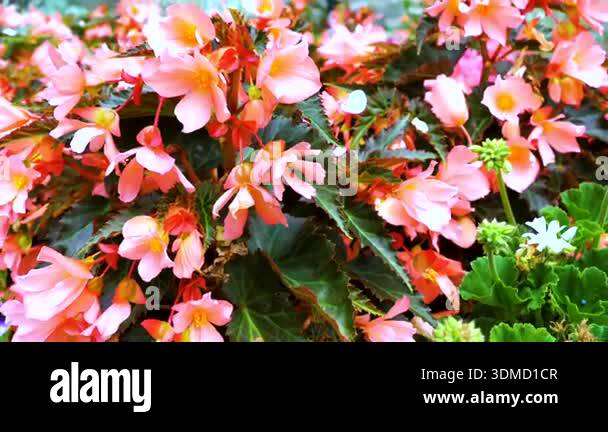 Display begonias in hanging Stock Videos & Footage - HD and 4K Video ...