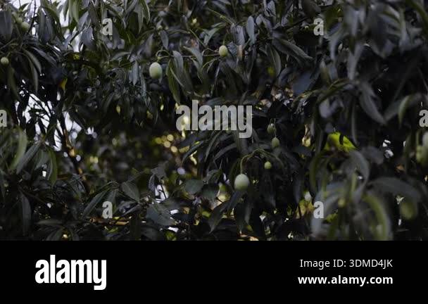Mango Fruits Growing On Tree In Daylight, A cinematic documentary clip ...