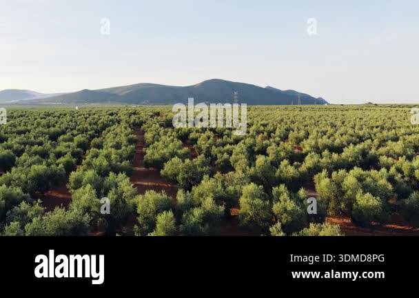 Expansive olive grove with rows of lush green trees on red soil ...
