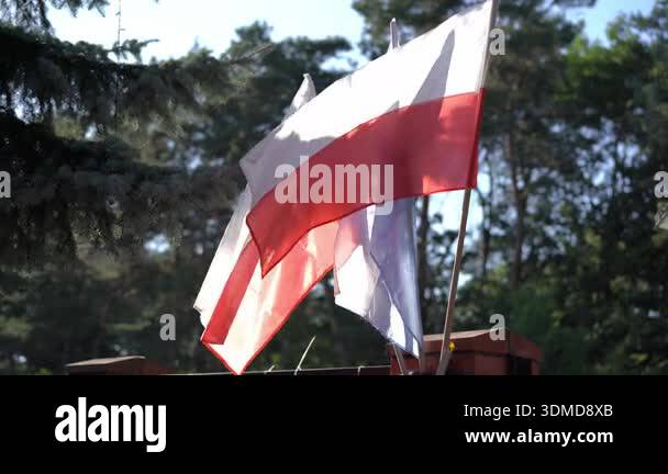 Polish flags waving in the wind against a background of green trees ...