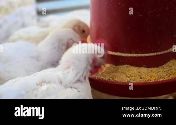 White broiler chickens crowded together, eating corn meal and grains ...