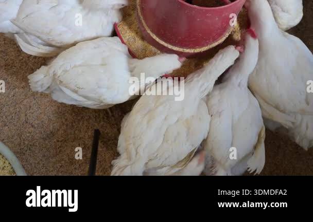 White broiler chickens crowded together, eating corn meal and grains ...