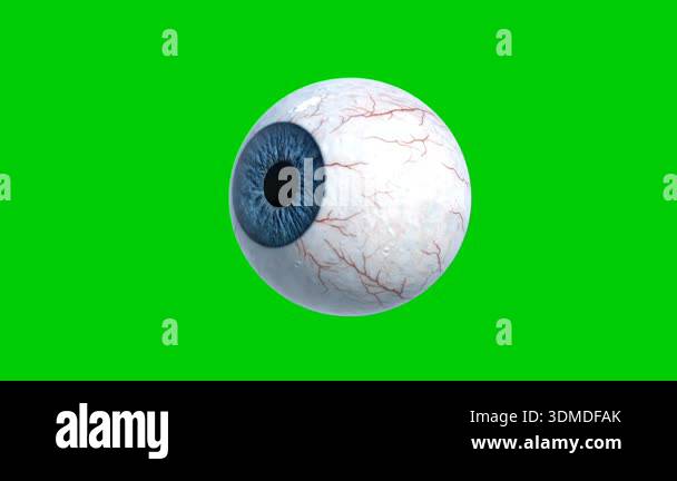 High-detail 3D realistic human eyeball animation rotating on green ...