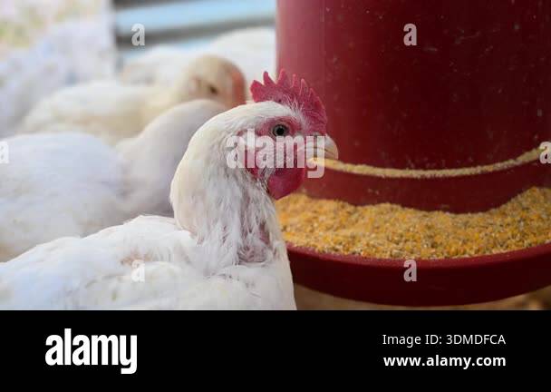 White broiler chickens crowded together, eating corn meal and grains ...