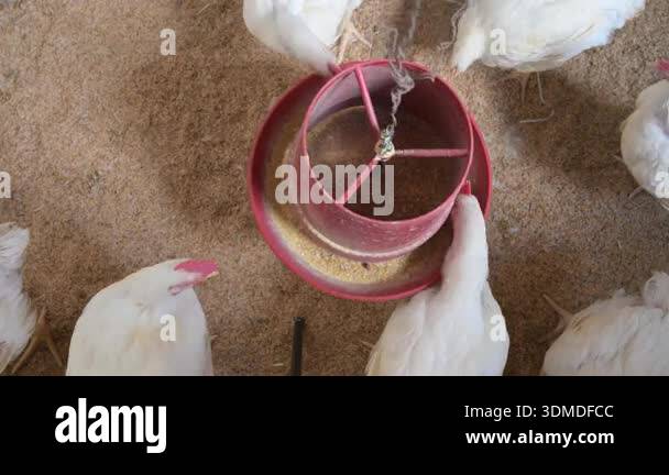 White broiler chickens crowded together, eating corn meal and grains ...