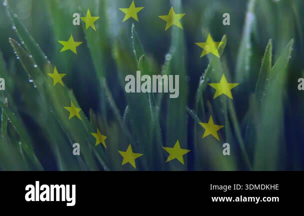 Opening closeup showing wet grass shimmering, green flare appearing and ...