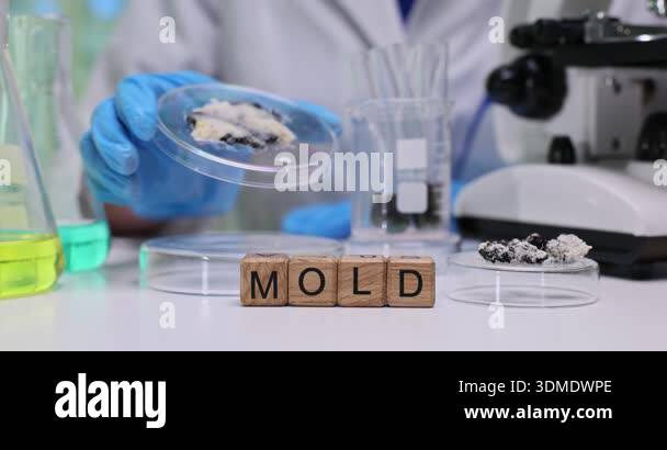 Wooden cubes spell word Mold by Petri dishes on table. Laboratory ...