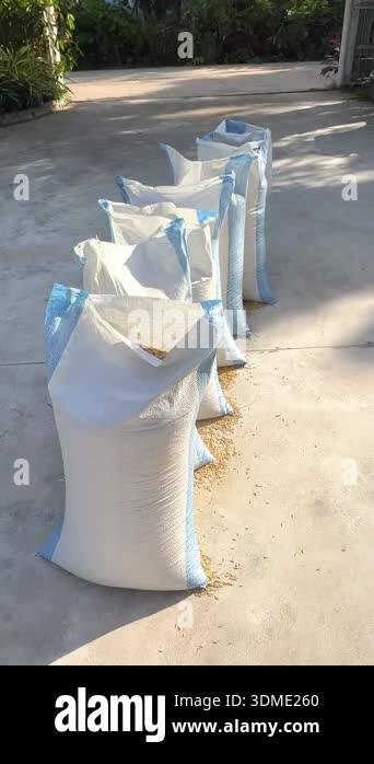 Video of rice paddy stored in white and blue sacks with grains drying ...