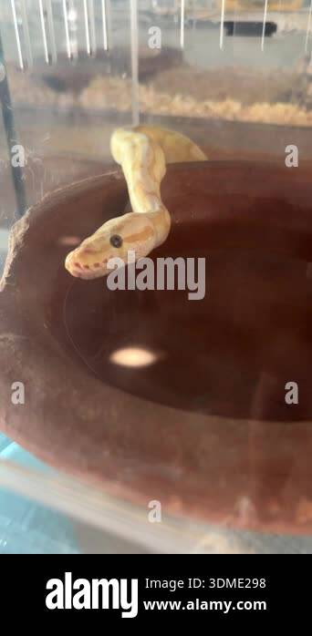 Video of an albino ball python with yellow and white coloration. Exotic ...